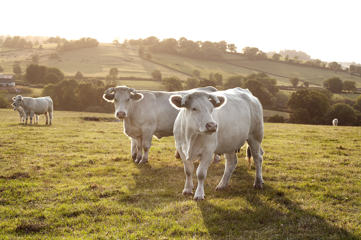 French Beef Festival 2021 - another watch magazine